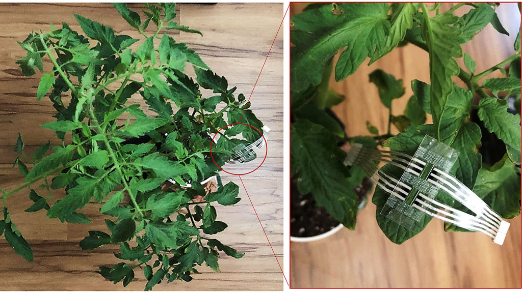 Wearable sensor for plants can detect disease and stress