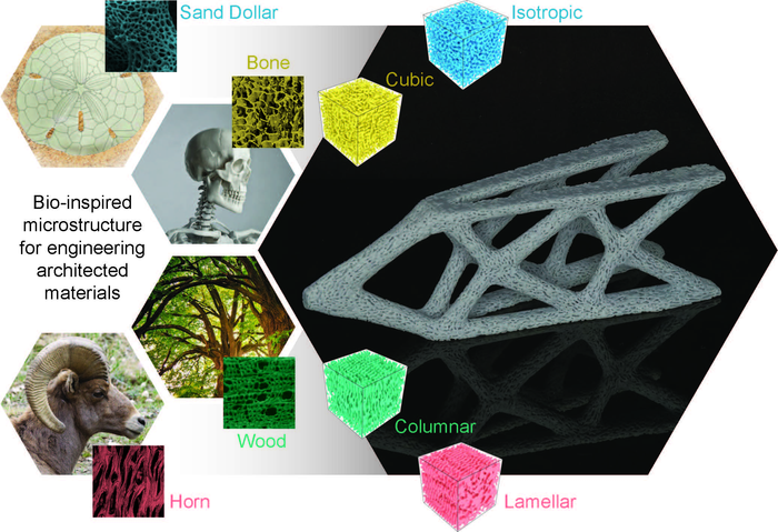 Engineers take inspiration from nature to create strong, lightweight ...