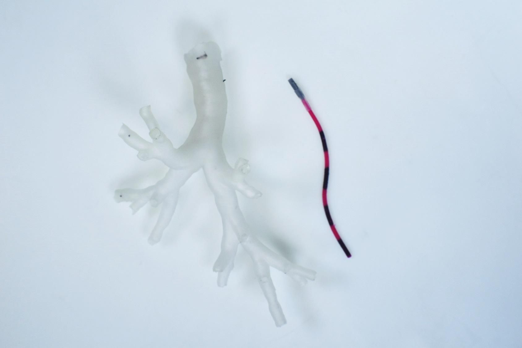 Engineers develop a flexible robot that can move through the lung’s ...