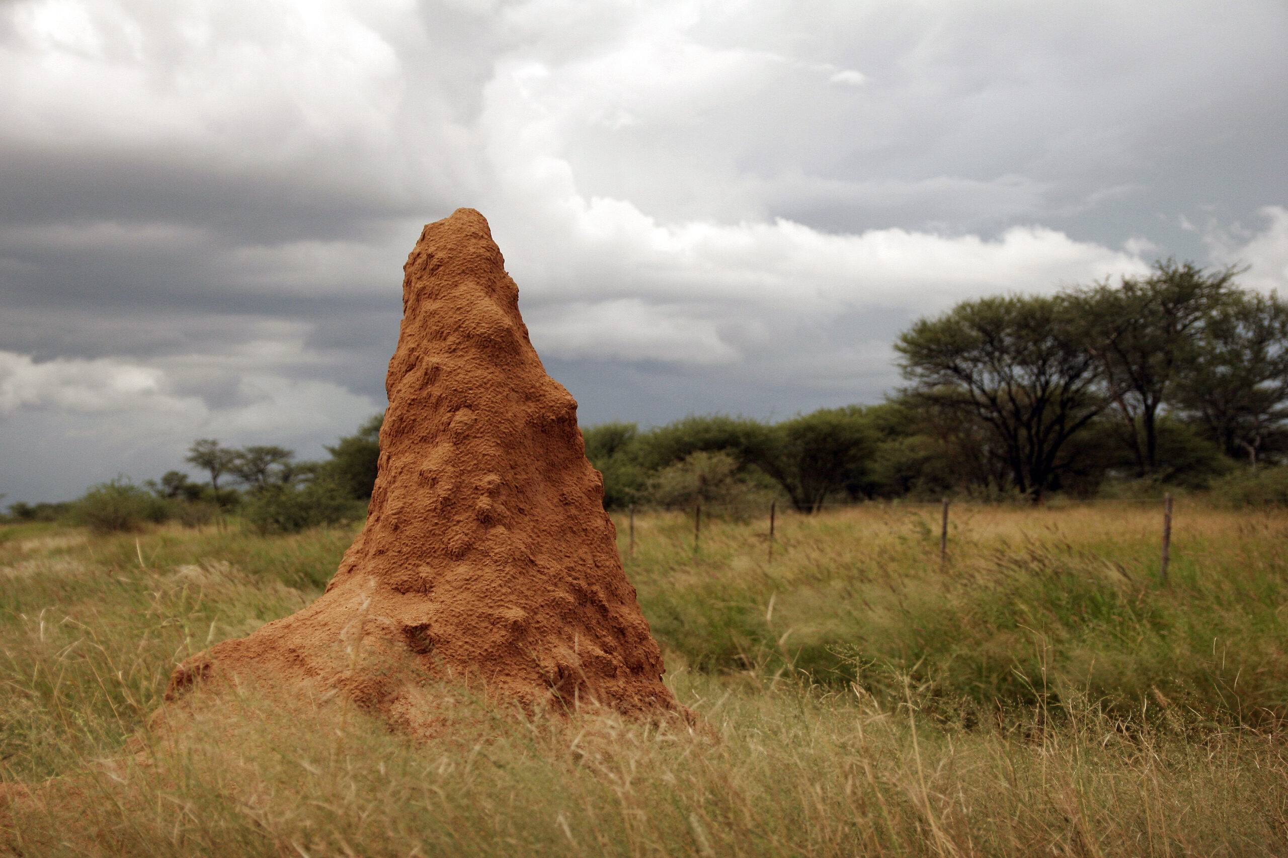 Termite mounds offer tips for creating living, breathing buildings that ...