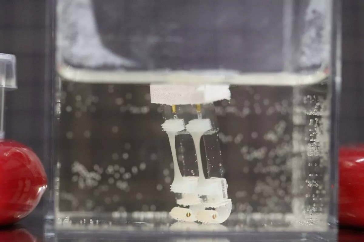 Scientists design a two-legged robot powered by muscle tissue