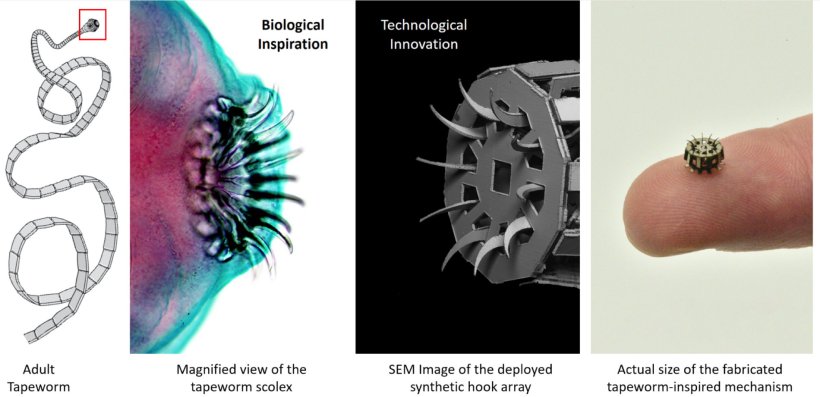 Engineers turn to parasites for medical device innovation